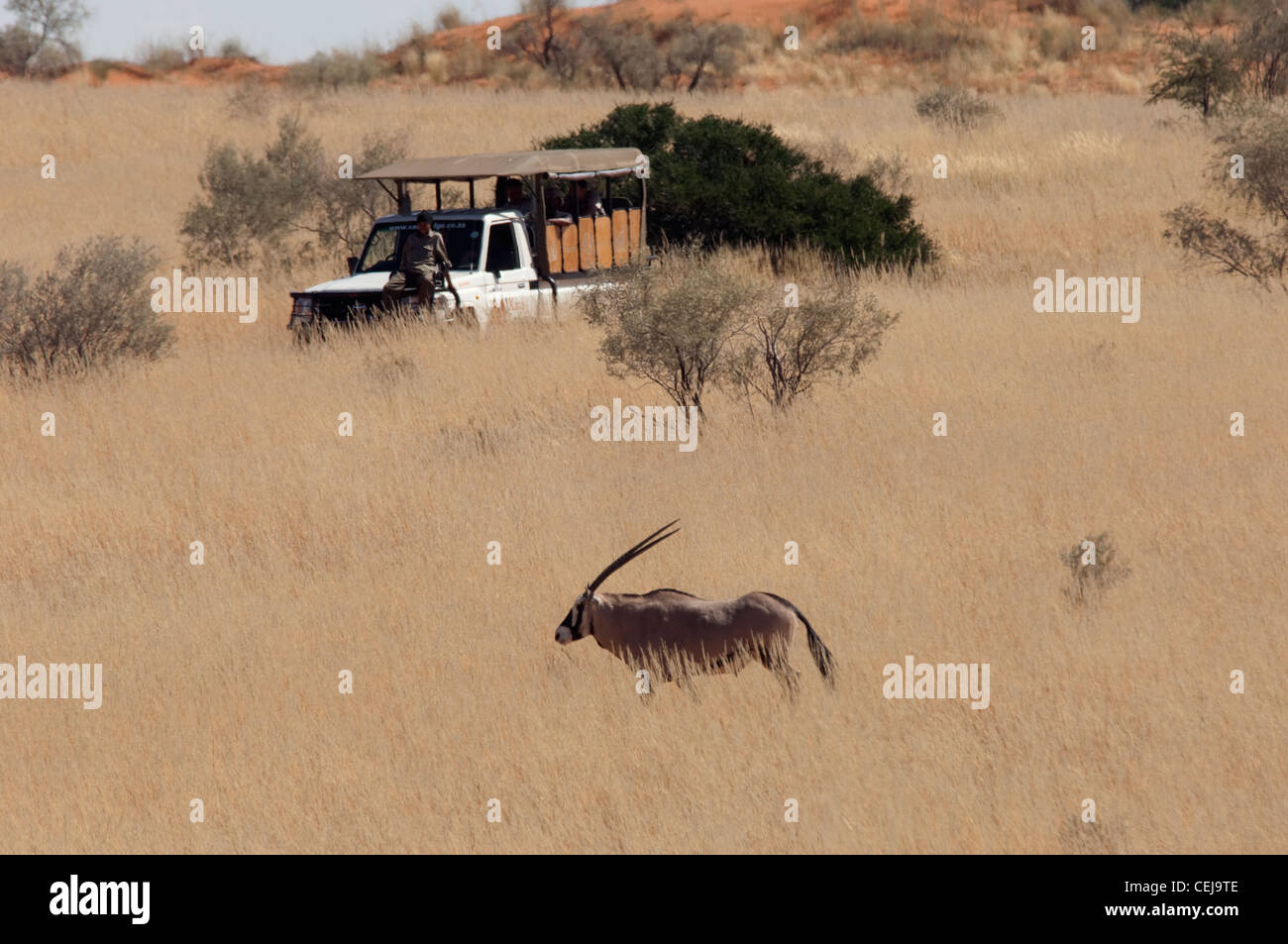 Gemsbok in grass seen during Game Drive run by Xaus Lodge,Kgalagadi ...