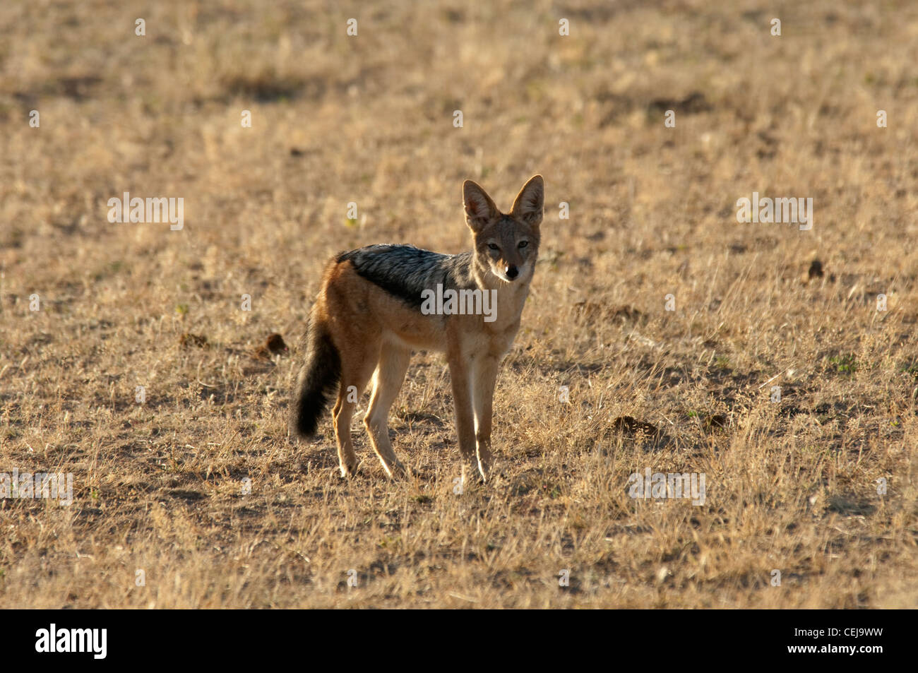 Black backed jackal near Xaus Lodge,Kgalagadi Transfrontier Park ...