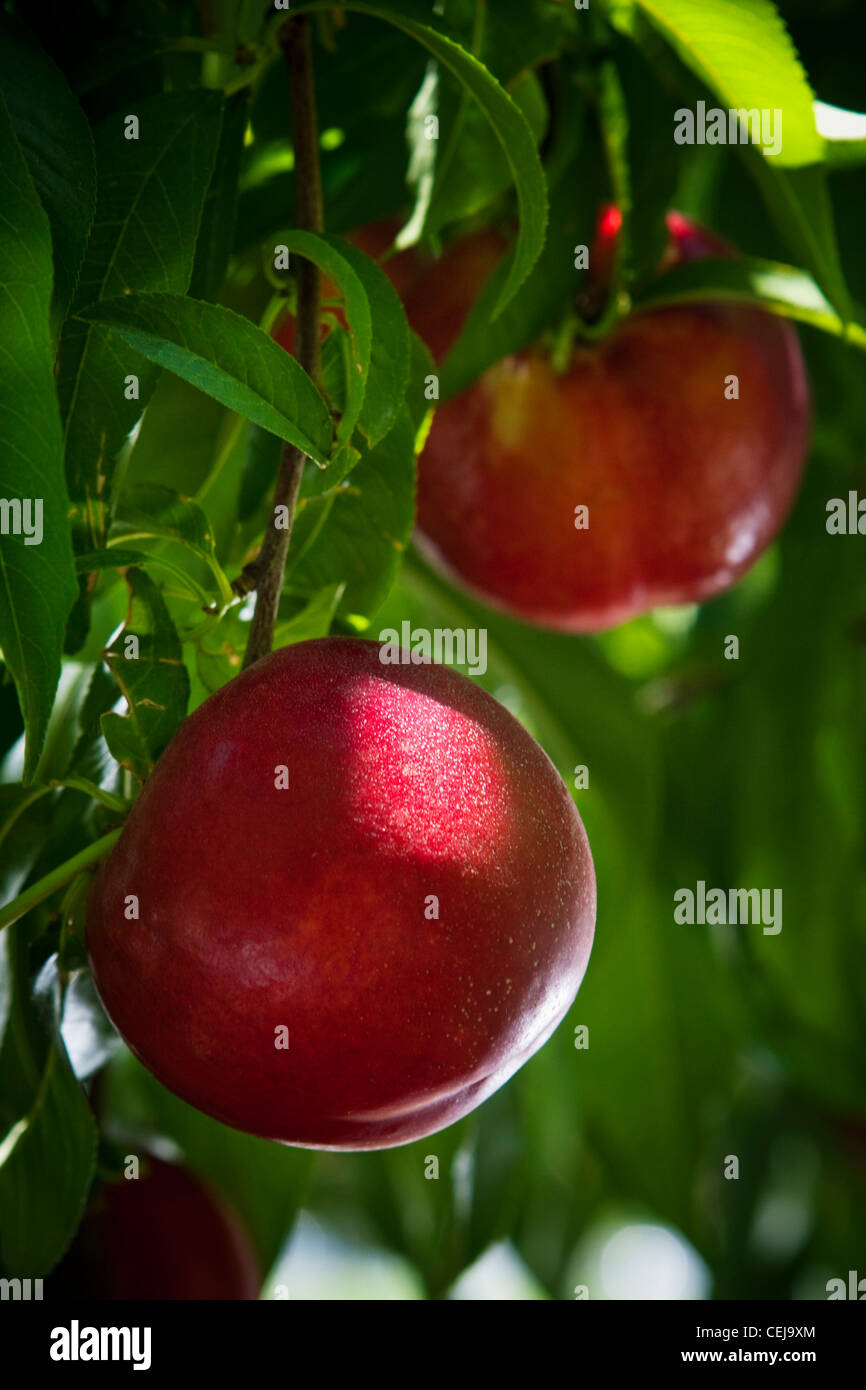Nectarine grove hi-res stock photography and images - Alamy