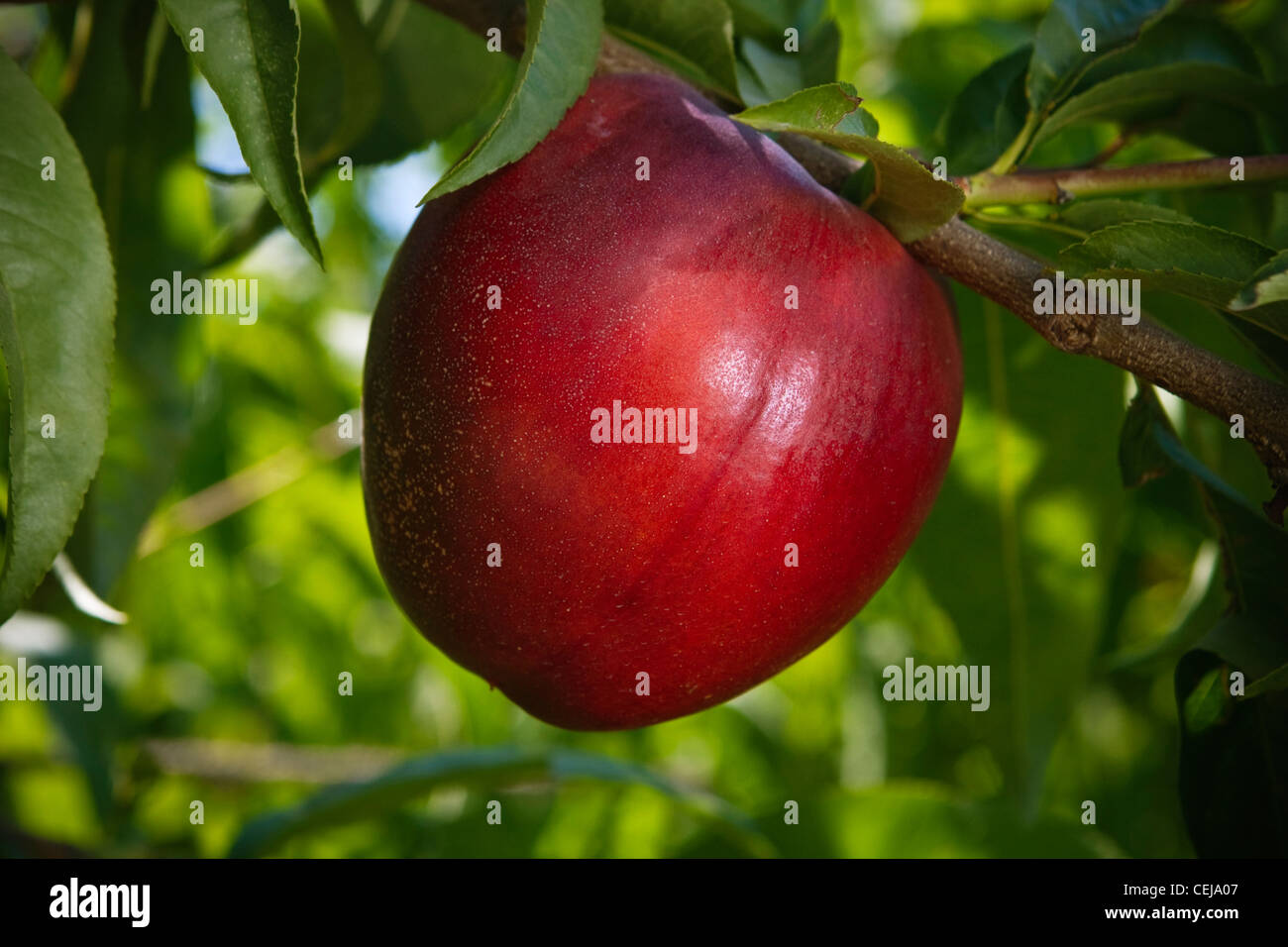 Sub acid hi-res stock photography and images - Alamy