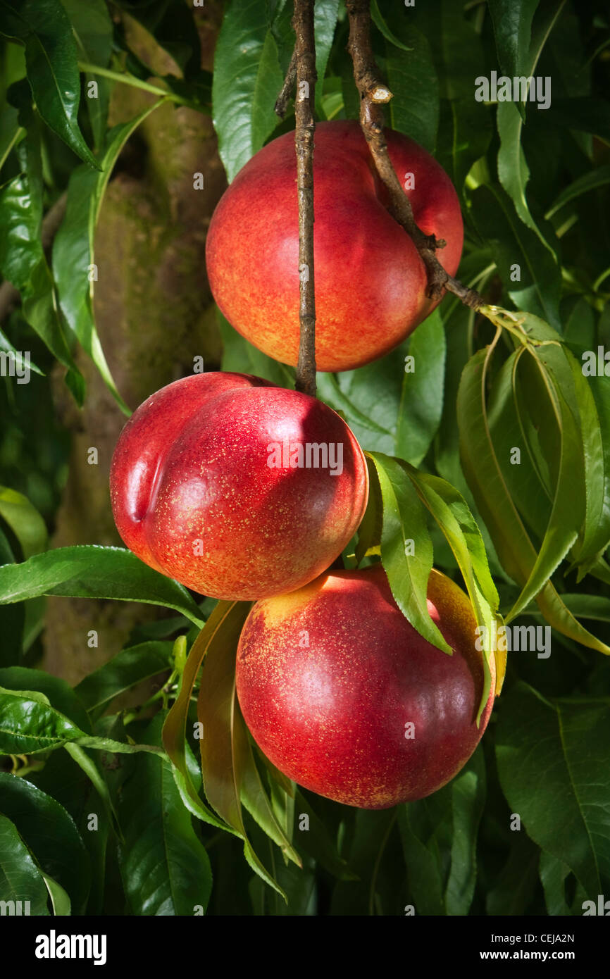 Agriculture - Closeup of Fantasia nectarines on the tree, ripe and ...