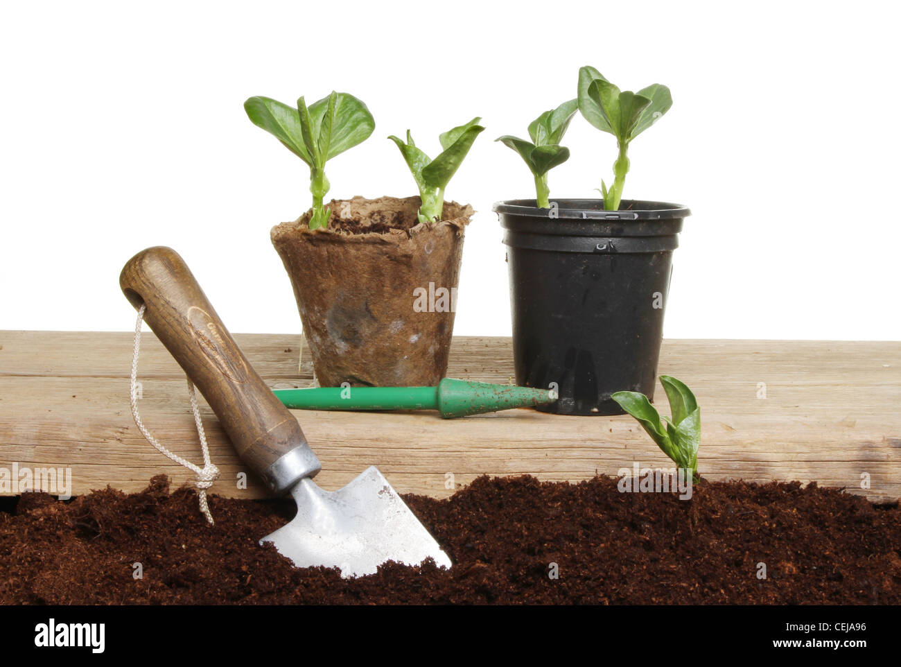Planting vegetable seedlings from pots into the ground Stock Photo - Alamy