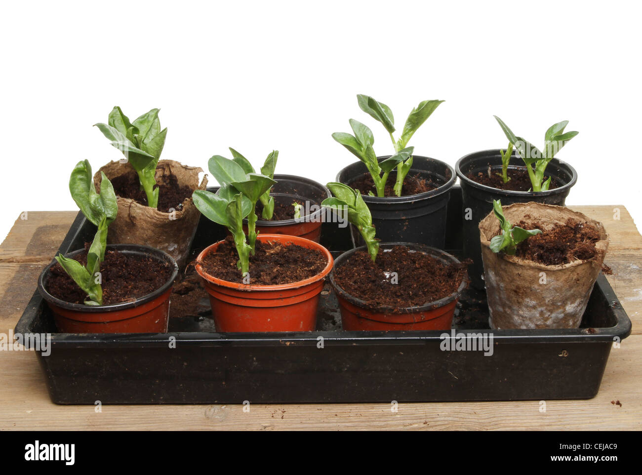 Seedling broad bean vegetable plants in pots and a tray on a wooden ...