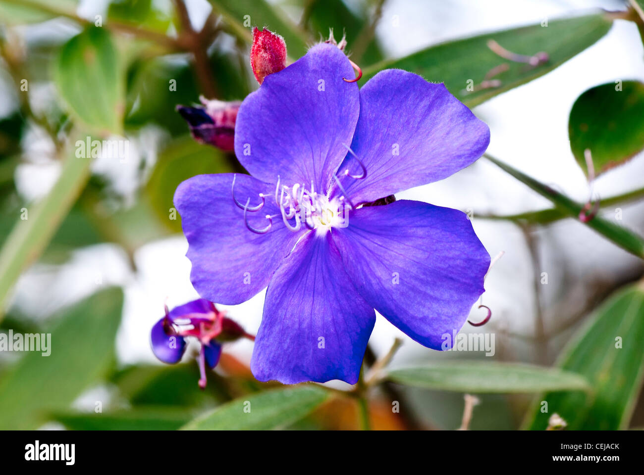Pics of yellow flower hi-res stock photography and images - Alamy