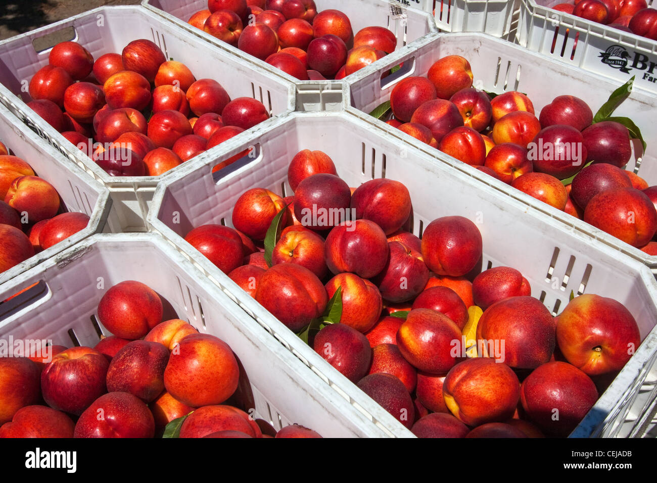 Nectarines growing tree hi-res stock photography and images - Alamy