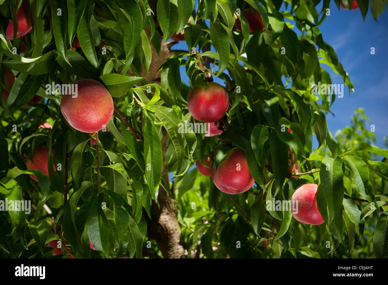 The Flesh Of Trees High Resolution Stock Photography and Images - Alamy
