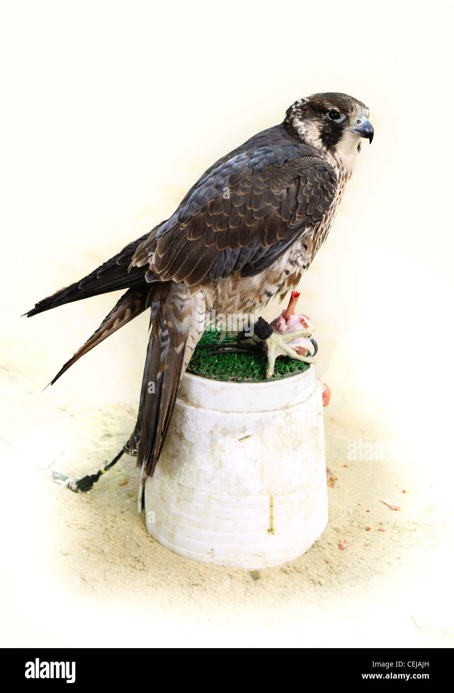 Peregrine falcon hunting hi-res stock photography and images - Alamy
