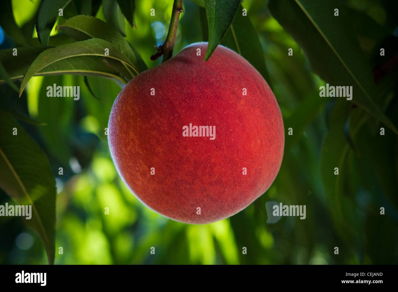 Peach growing on tree hi-res stock photography and images - Alamy