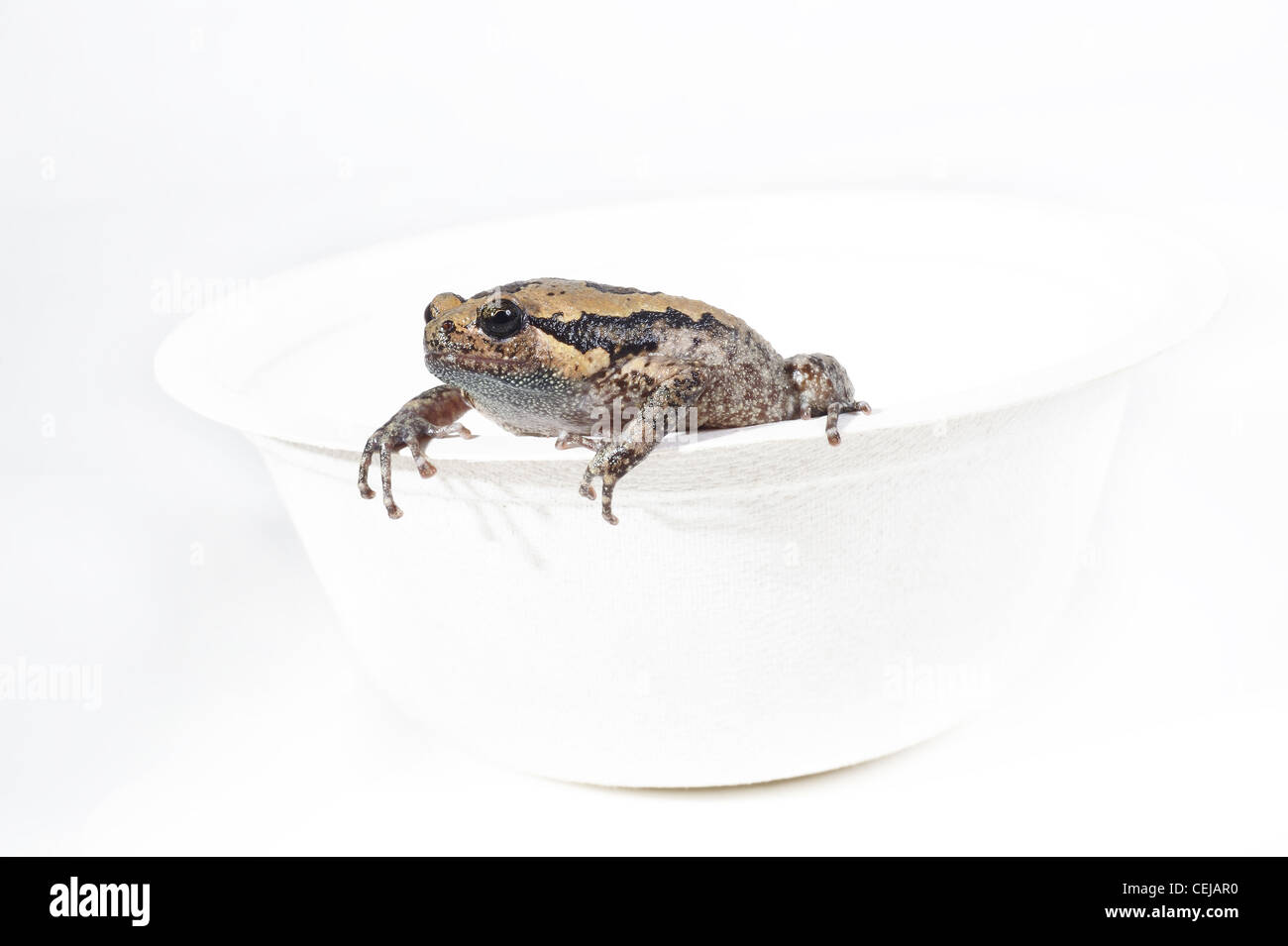 Bullfrog on white Stock Photo - Alamy