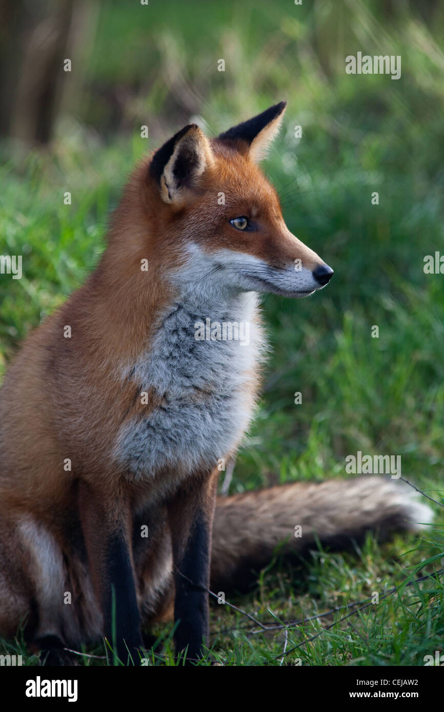 Red fox head and shoulders hi-res stock photography and images - Alamy