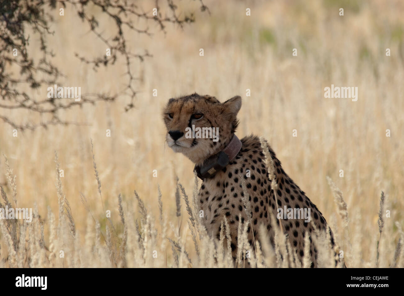 Animal tracking collar hi-res stock photography and images - Alamy