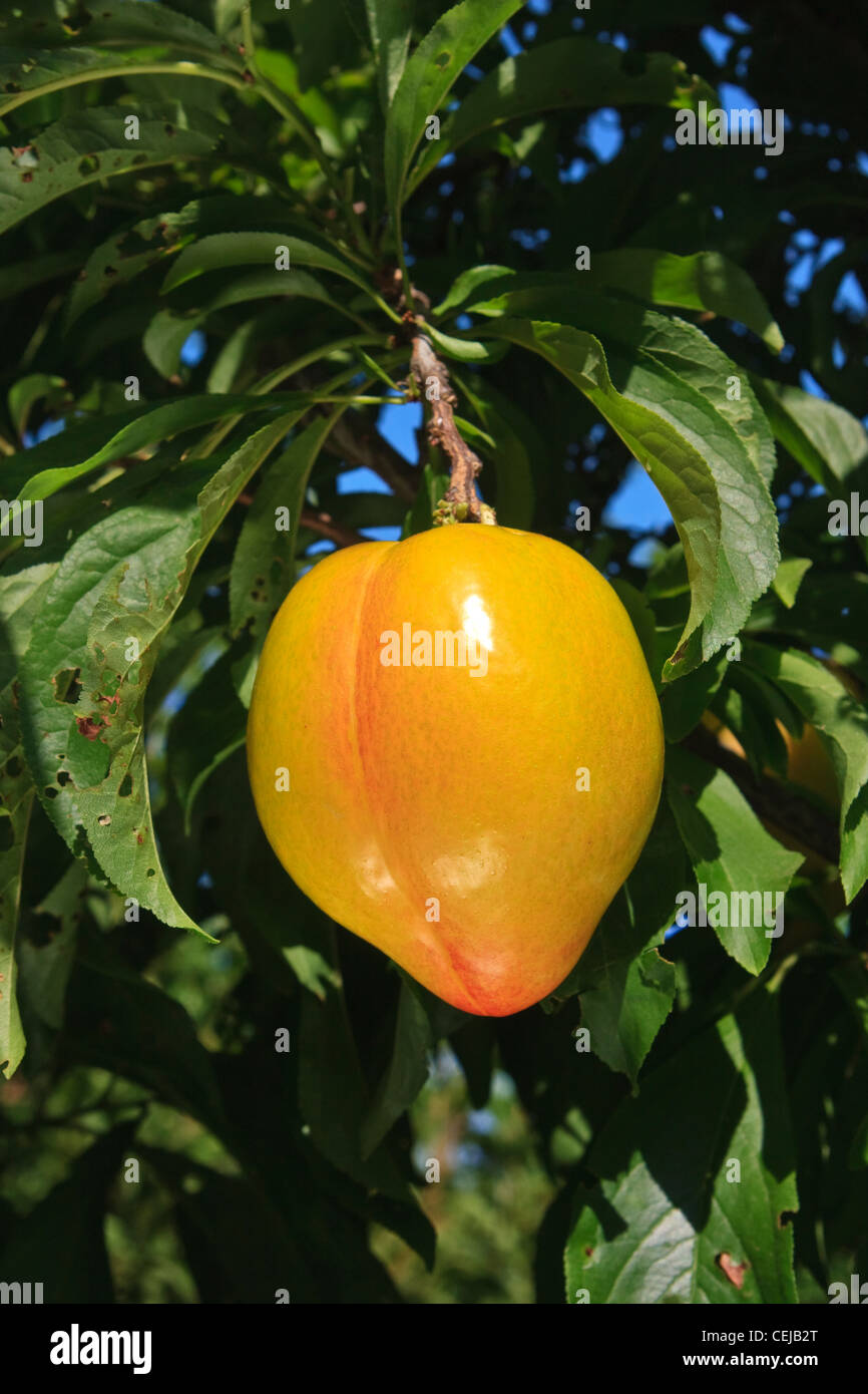Agriculture – Closeup of a Dolly plum on the tree, ripe and ready for ...