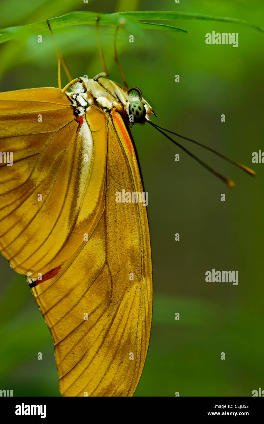 A Julia Butterfly (Dryas Iulia) taken in Phuket, Thailand Stock Photo ...
