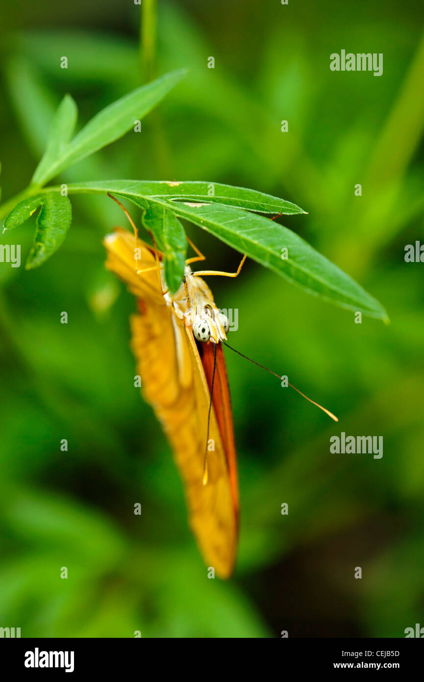 Julia butterfly dryas iulia hi-res stock photography and images - Alamy