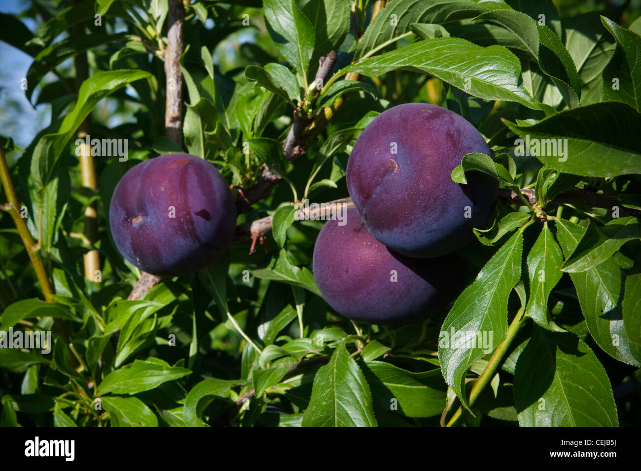 Pluot tree hi-res stock photography and images - Alamy