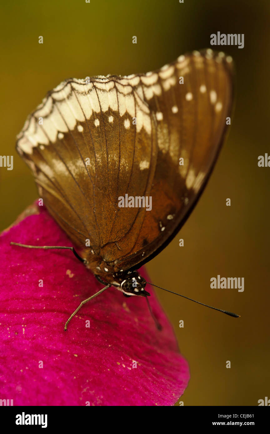 Common crow butterfly hi-res stock photography and images - Alamy