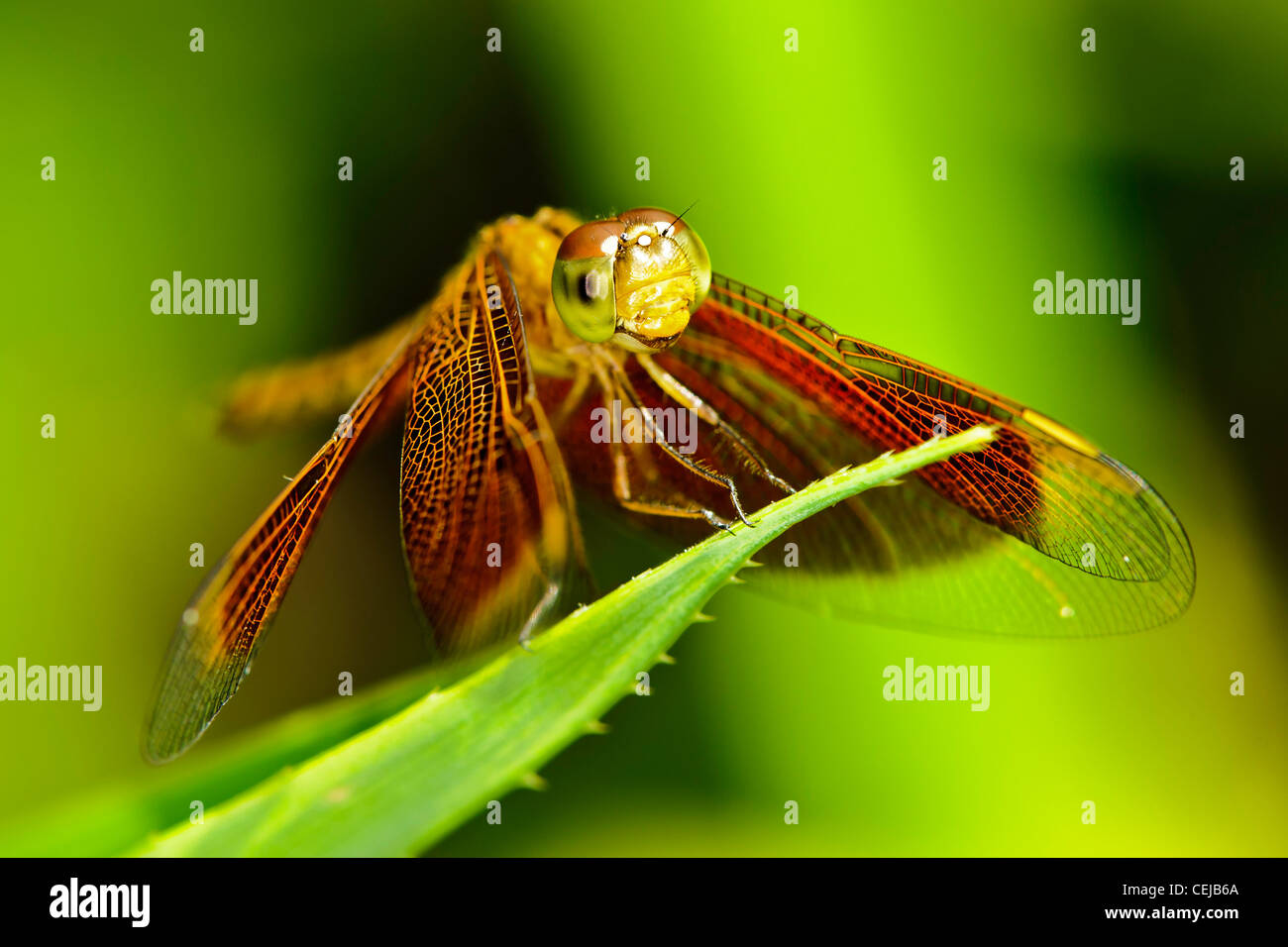 A Red Grasshawk dragonfly taken in Kuala Lumpur Malaysia Stock Photo ...