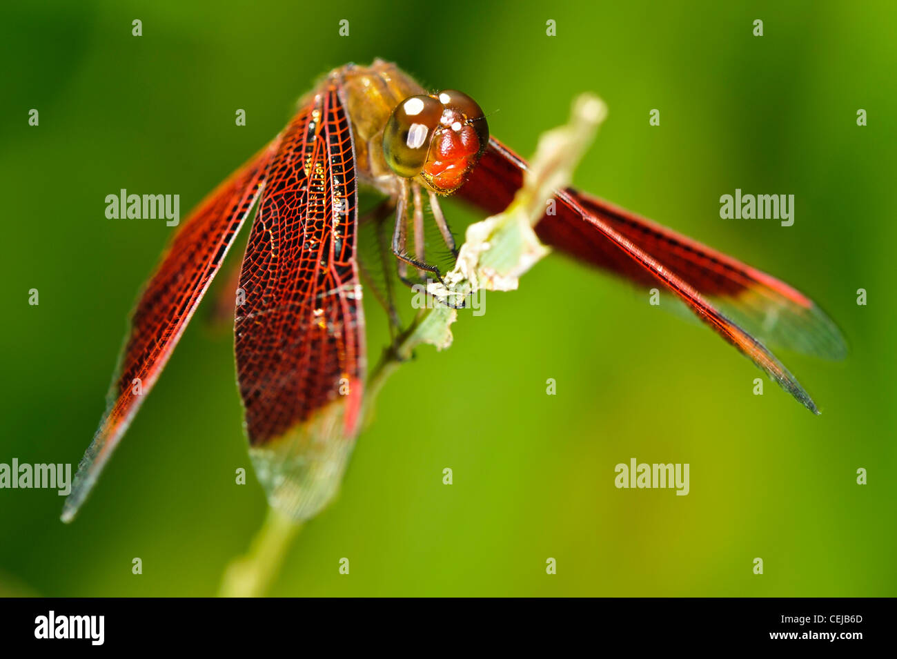 A Red Grasshawk dragonfly taken in Kuala Lumpur Malaysia Stock Photo ...