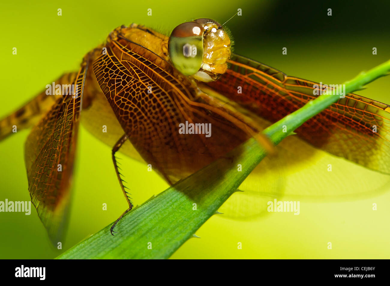 A Red Grasshawk dragonfly taken in Kuala Lumpur Malaysia Stock Photo ...