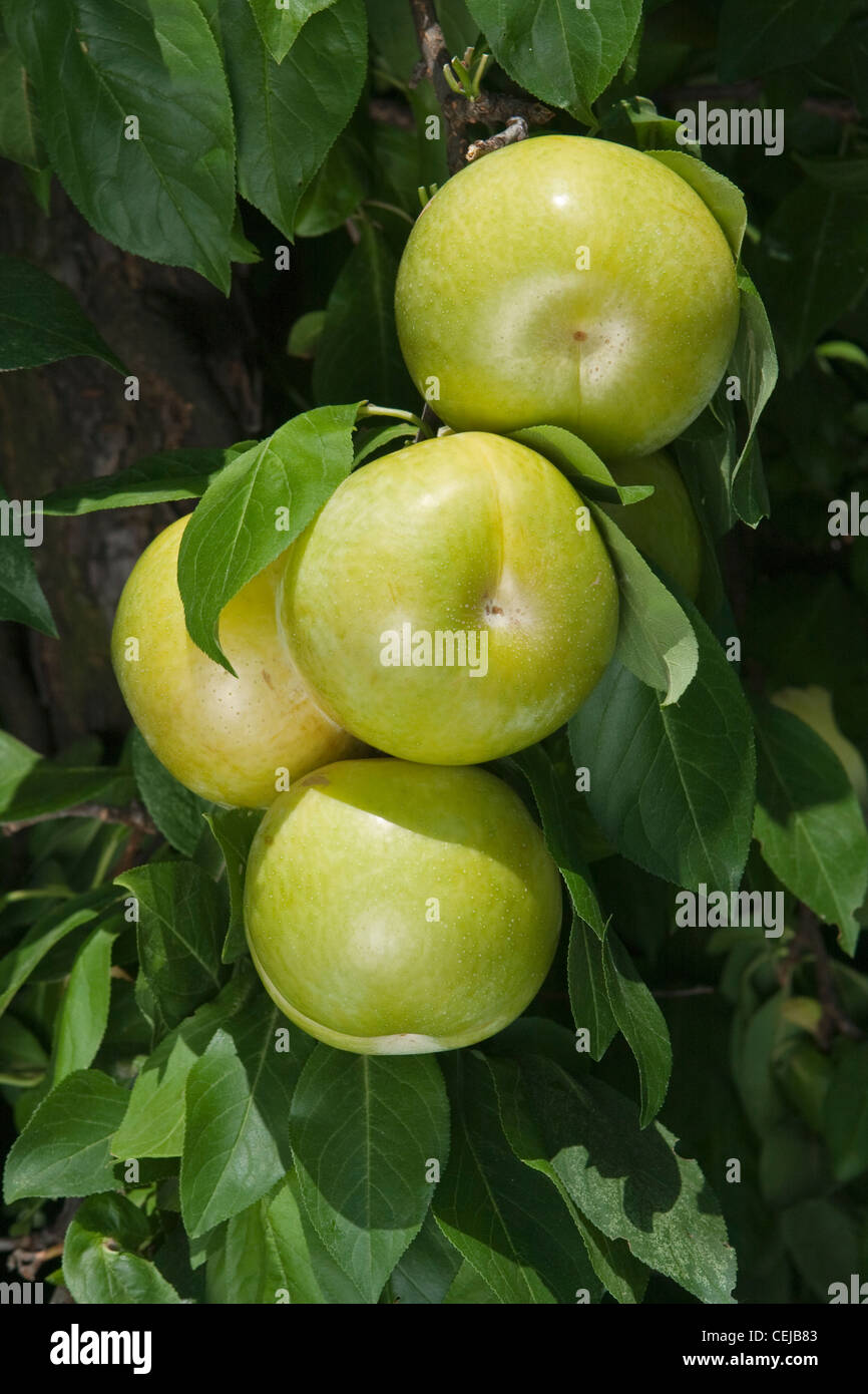 Agriculture – Closeup of Flavor Queen pluots on the tree, ripe and ...