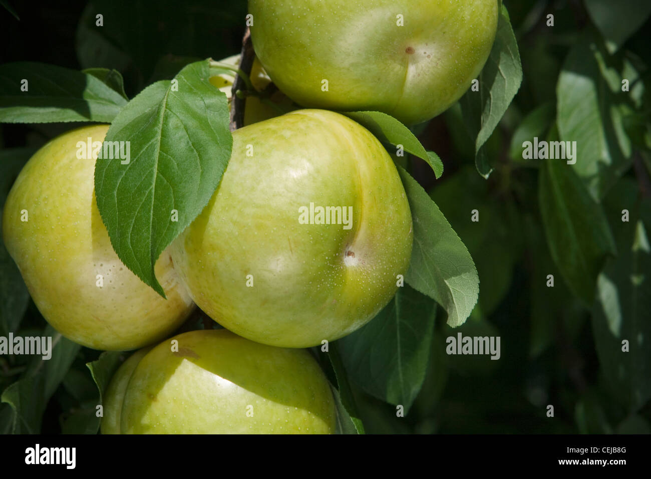 Pluot tree hi-res stock photography and images - Alamy