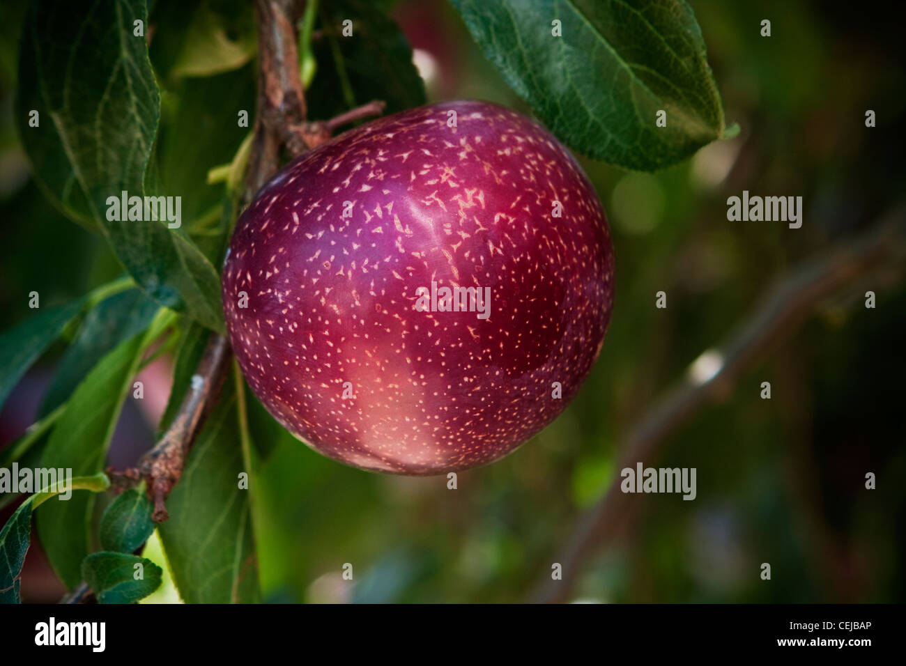 Pluot tree hi-res stock photography and images - Alamy