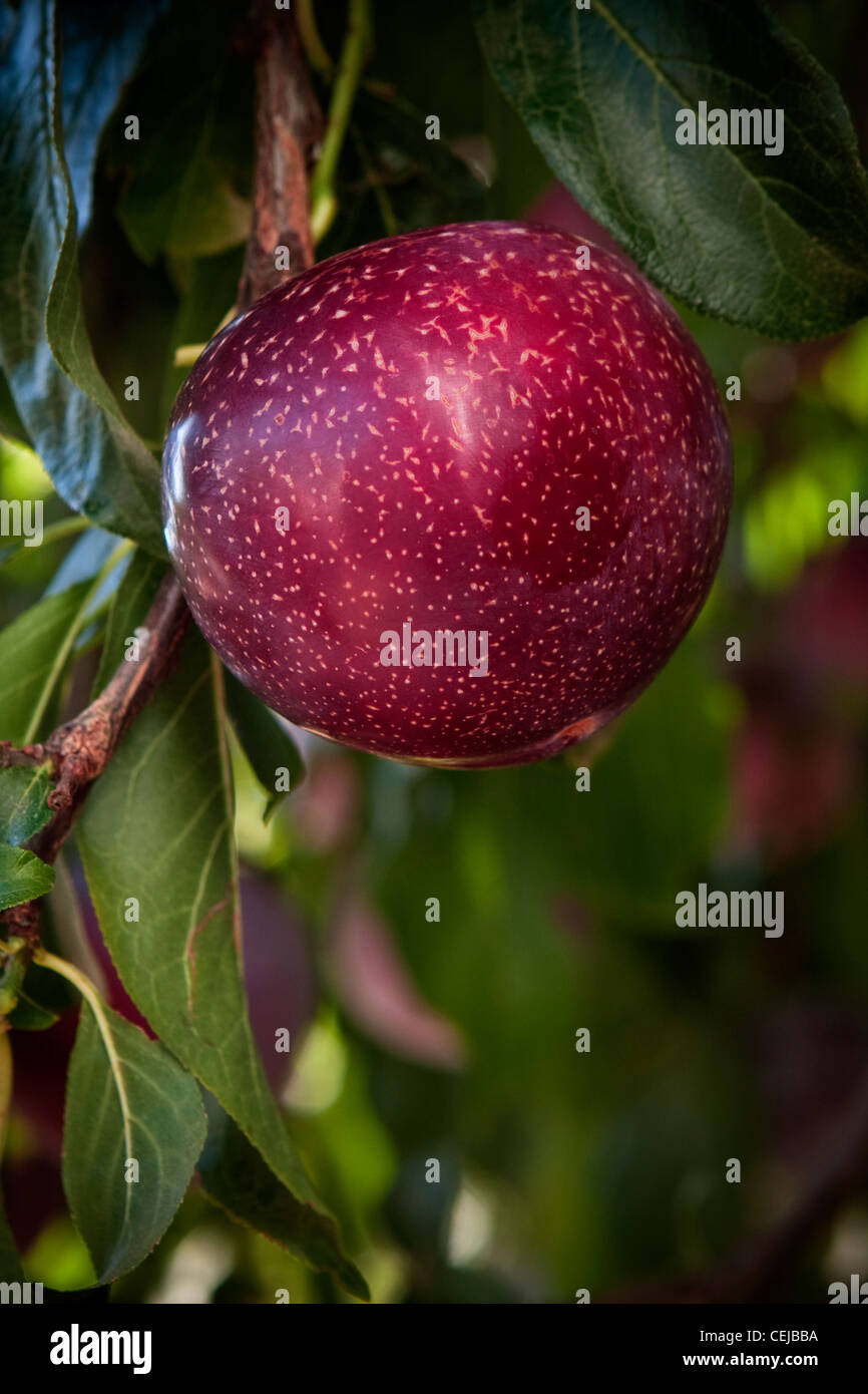 Pluot Tree High Resolution Stock Photography and Images - Alamy