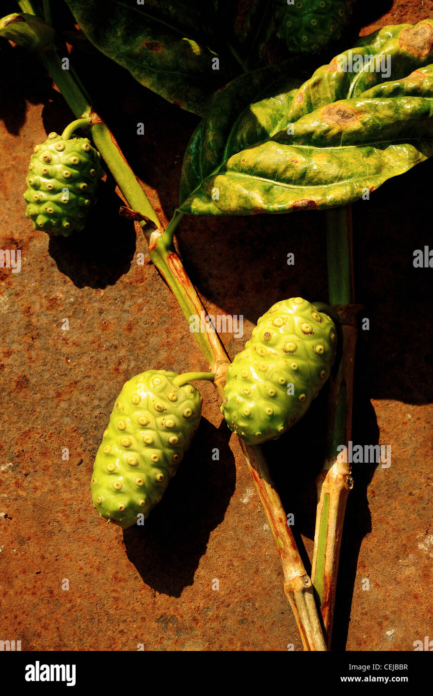 fresh noni fruit Stock Photo - Alamy