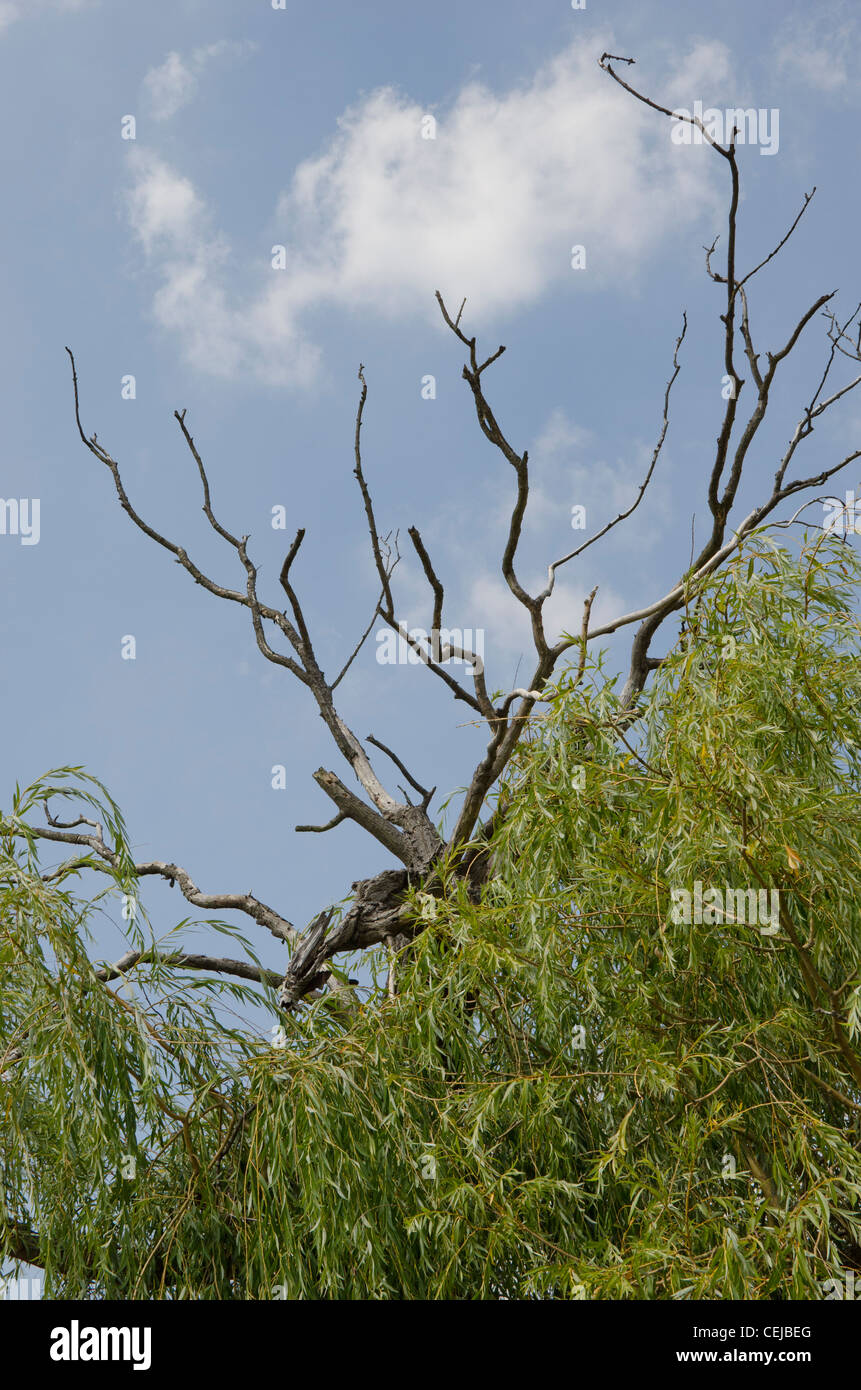 Willow tree, part dead, part alive Stock Photo - Alamy
