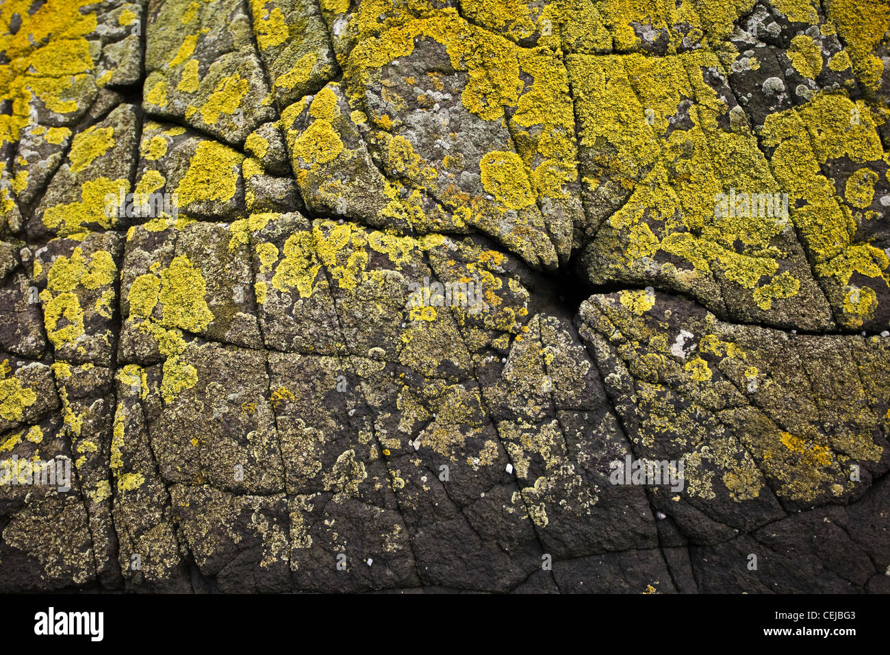 Lichen and large cracks form an interesting pattern on this huge rock ...