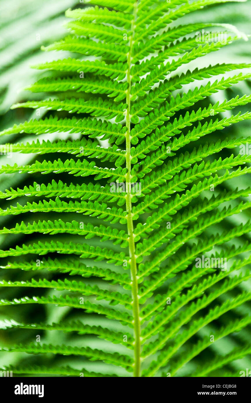 Vertical leaf pattern hi-res stock photography and images - Alamy