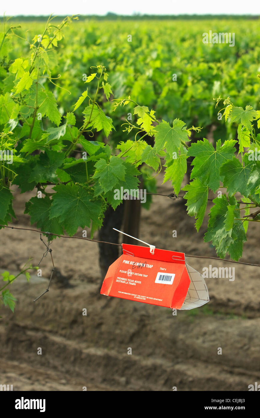 Agriculture - European Grapevine Moth (Lobesia botrana) insect trap ...