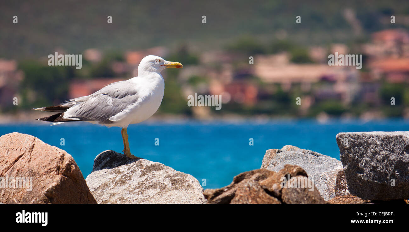 single seagull on the rocks, profile Stock Photo - Alamy