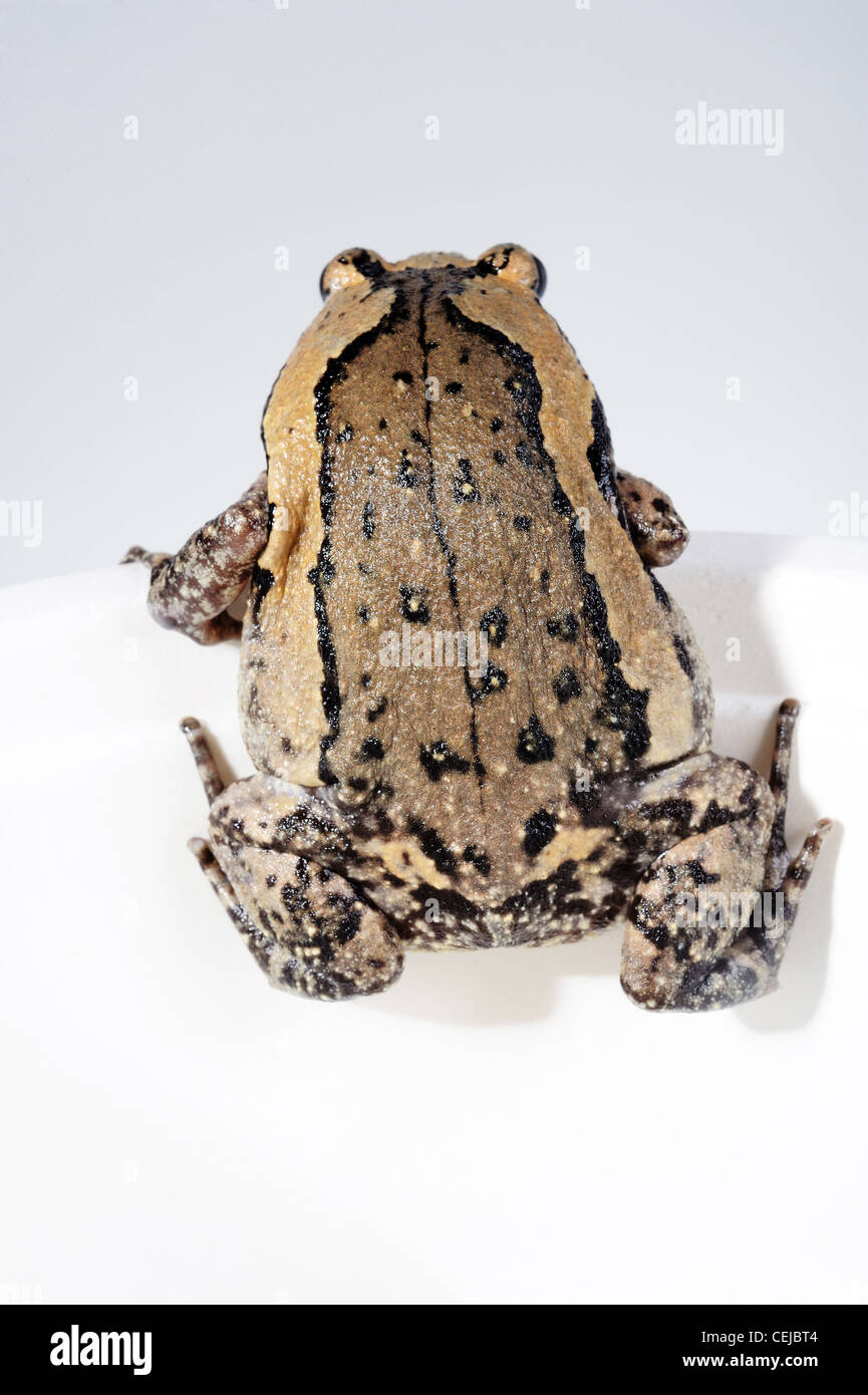 Bullfrog eye hi-res stock photography and images - Alamy