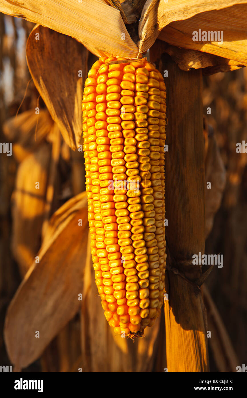 Grain husk hi-res stock photography and images - Alamy