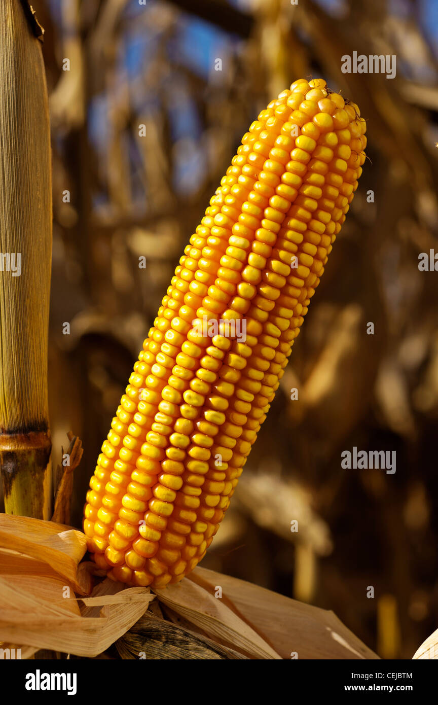 Ear of grain corn hi-res stock photography and images - Alamy