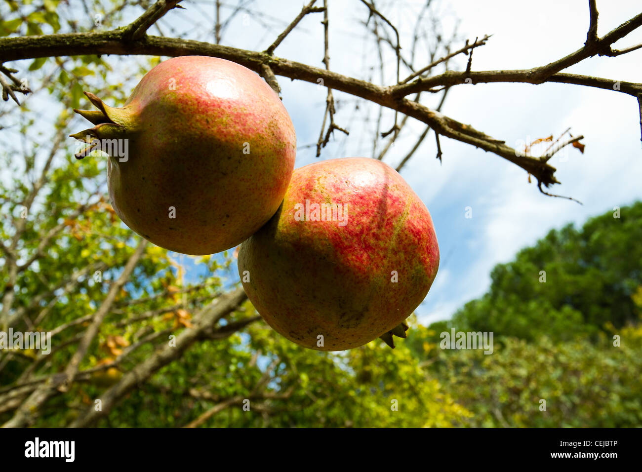 pair of pomegranate hanging Stock Photo - Alamy