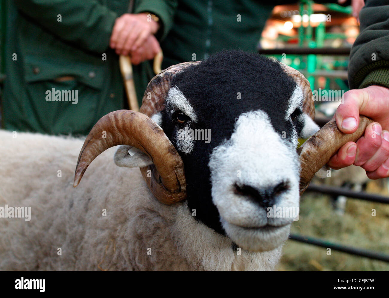 Swaledale Sheep. Prize ram with typical black and white badger face, in ...