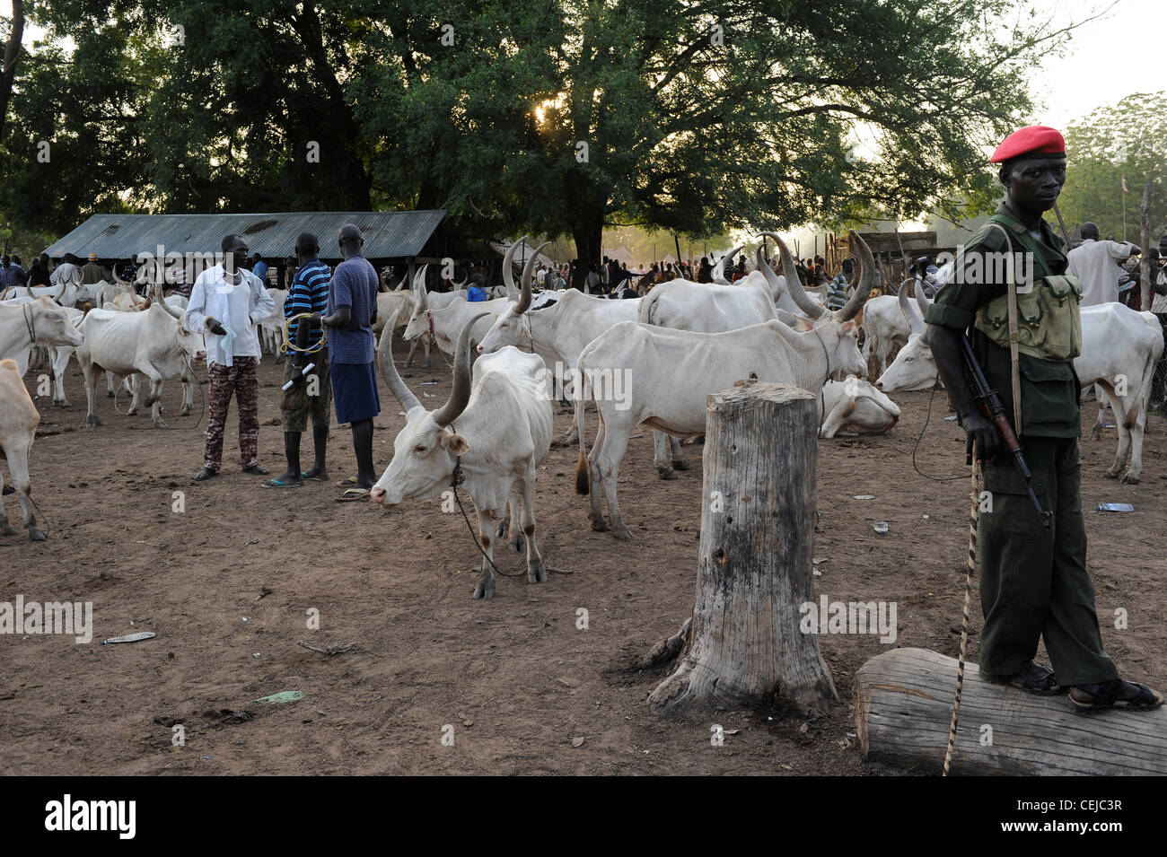 SOUTH SUDAN, Bahr al Ghazal region, Lakes State, town Rumbek, cattle ...