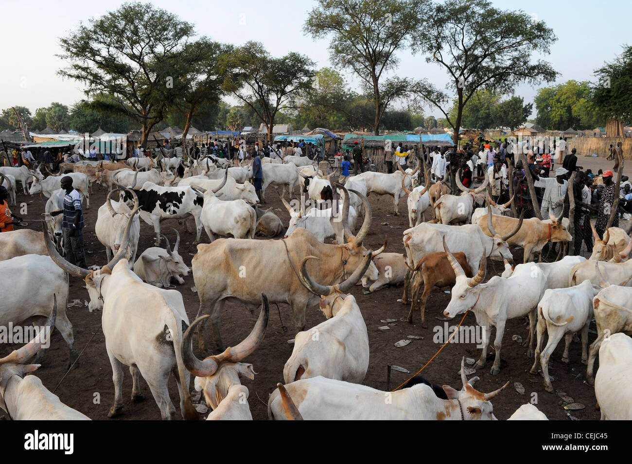 Africa SOUTH SUDAN Bahr al Ghazal region , Lakes State, town Rumbek ...