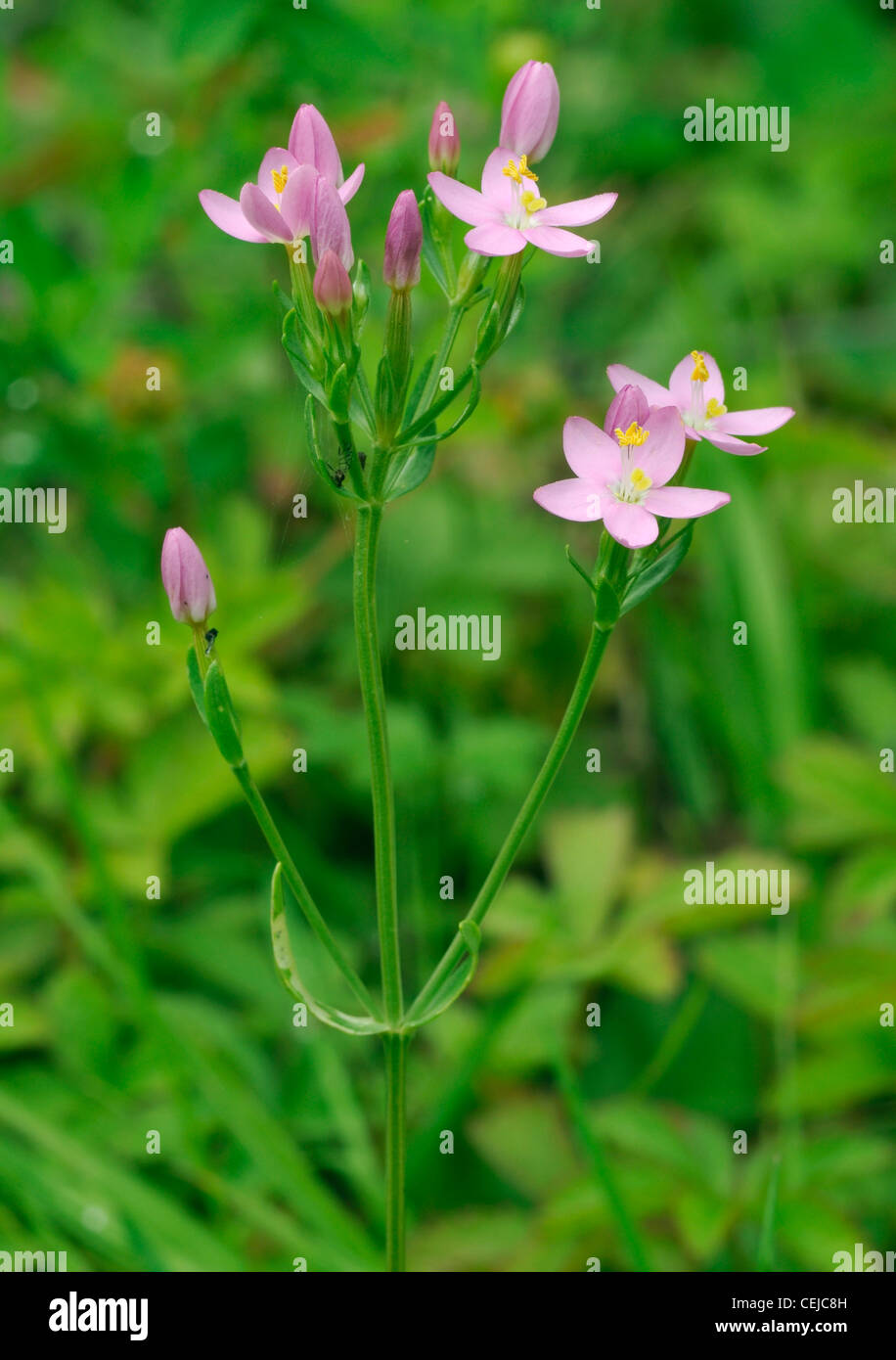 Common Centaury - Centaurium erythraea Stock Photo - Alamy