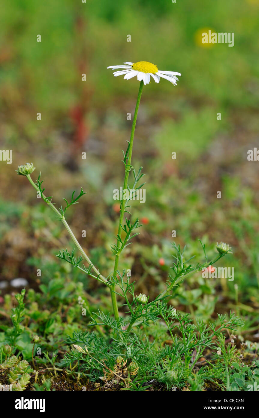 Scented Mayweed - Matricaria recutita Whole plant Stock Photo - Alamy