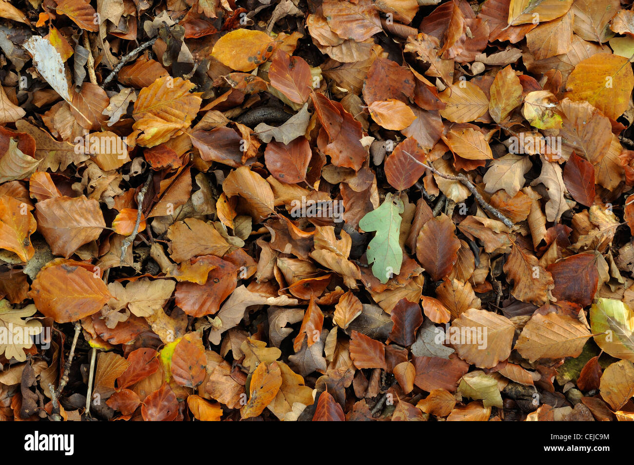 Beech tree leaves hi-res stock photography and images - Alamy