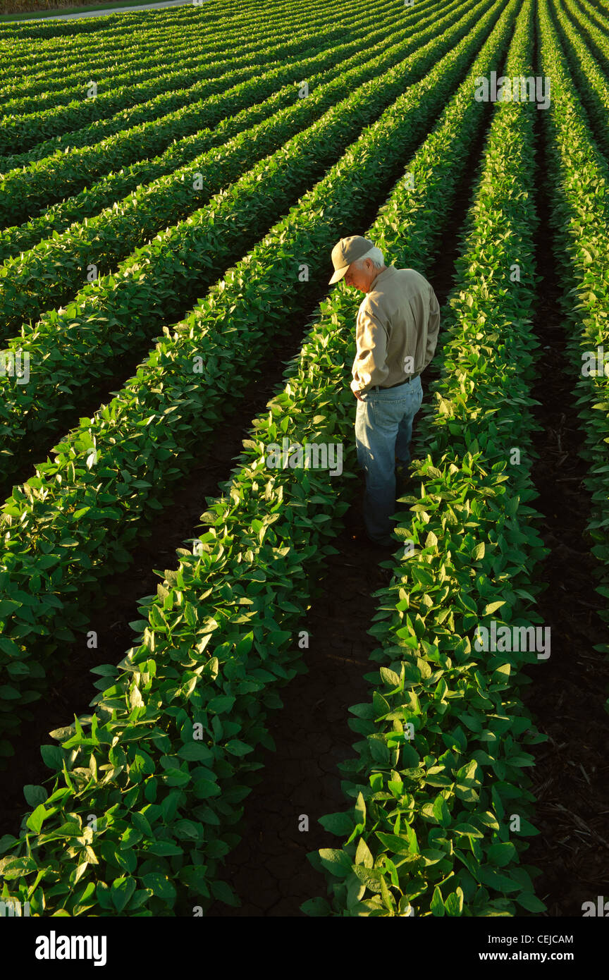 Farmer in iowa soybean field hi-res stock photography and images - Alamy