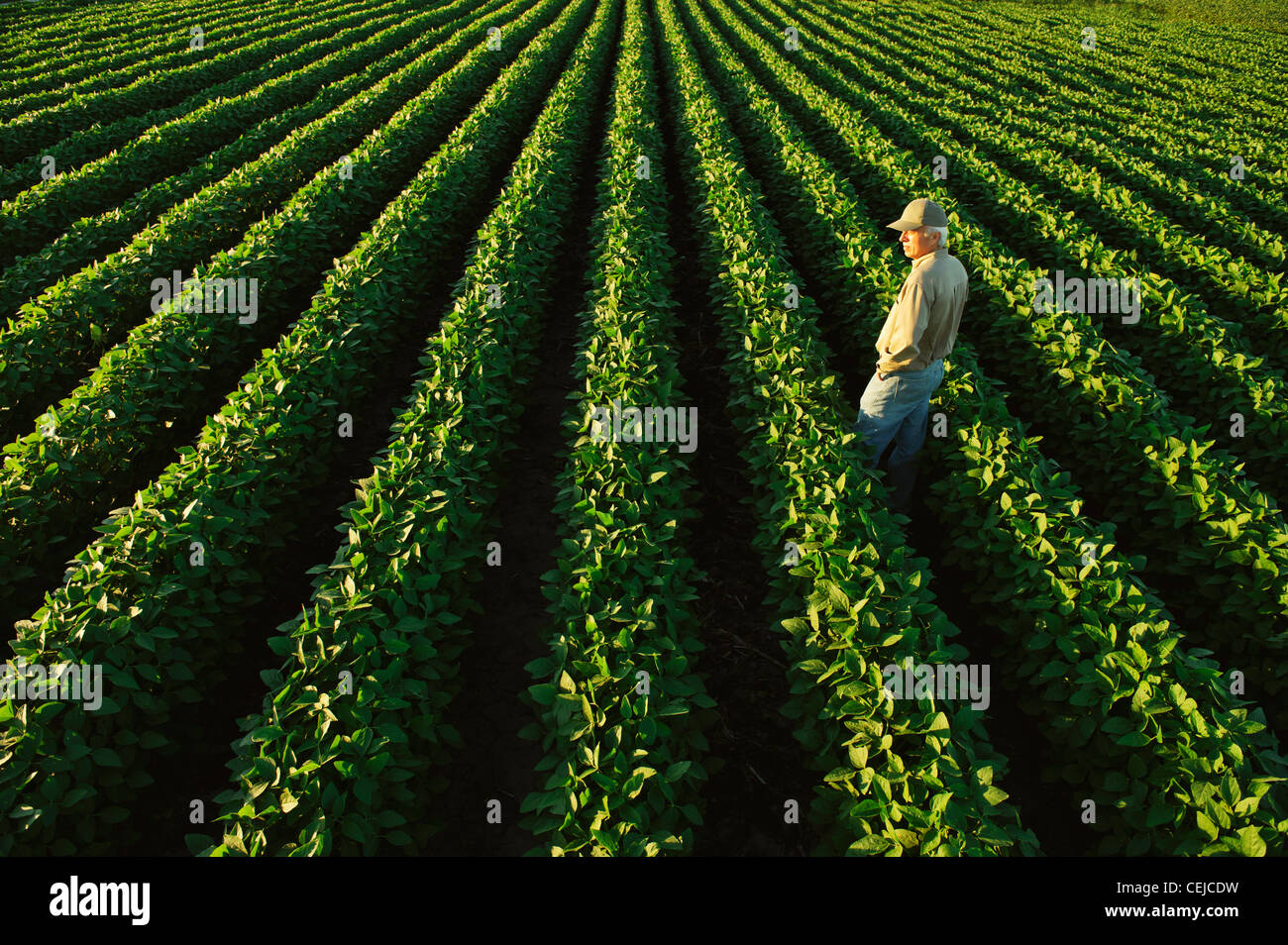 Farmer in iowa soybean field hi-res stock photography and images - Alamy
