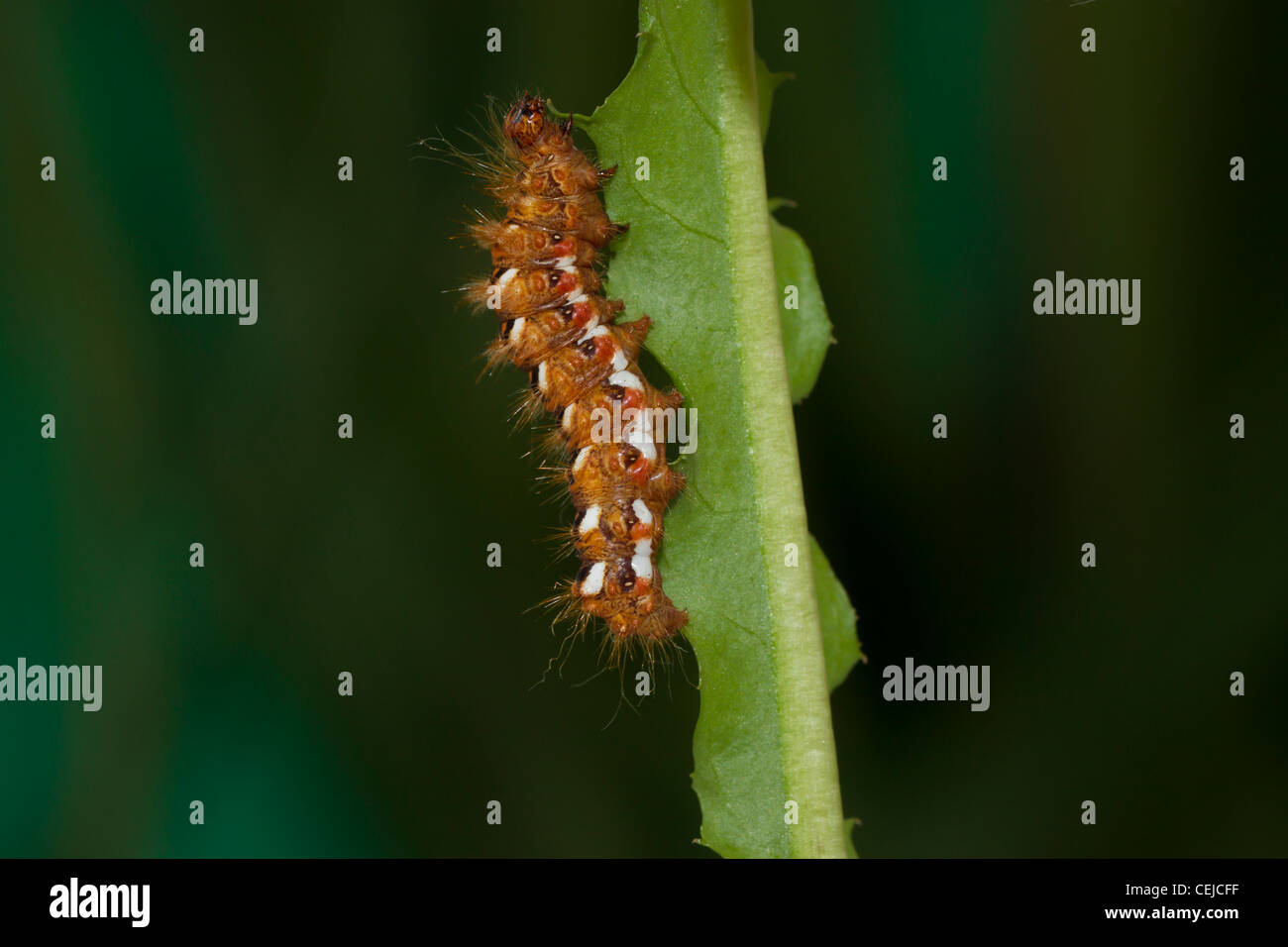 Acronicta rumicis Ampferrindeneule Stock Photo - Alamy