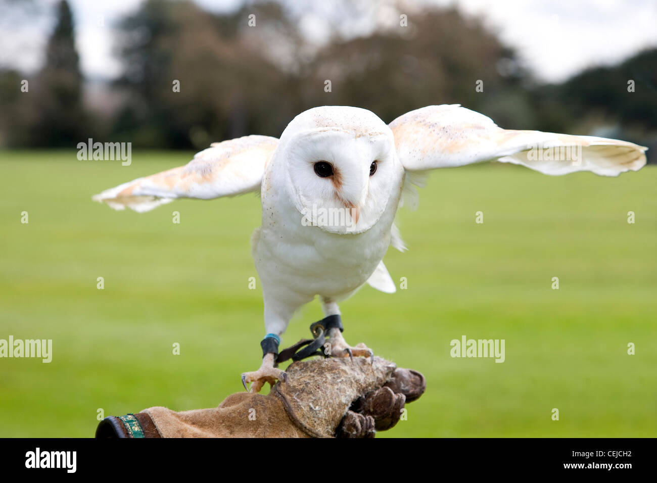 Barn owl, screech owl Stock Photo - Alamy