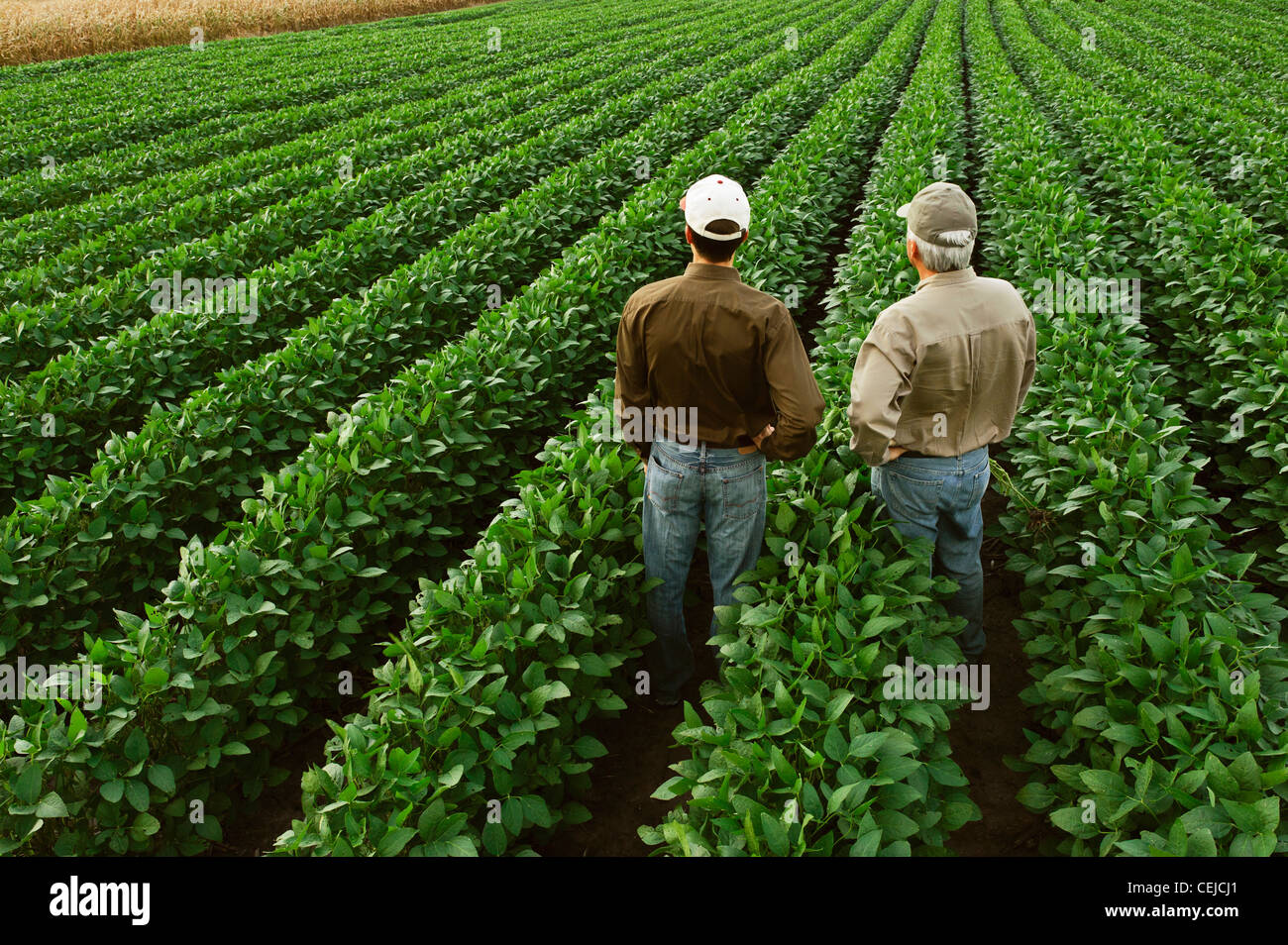 Farmer in iowa soybean field hi-res stock photography and images - Alamy