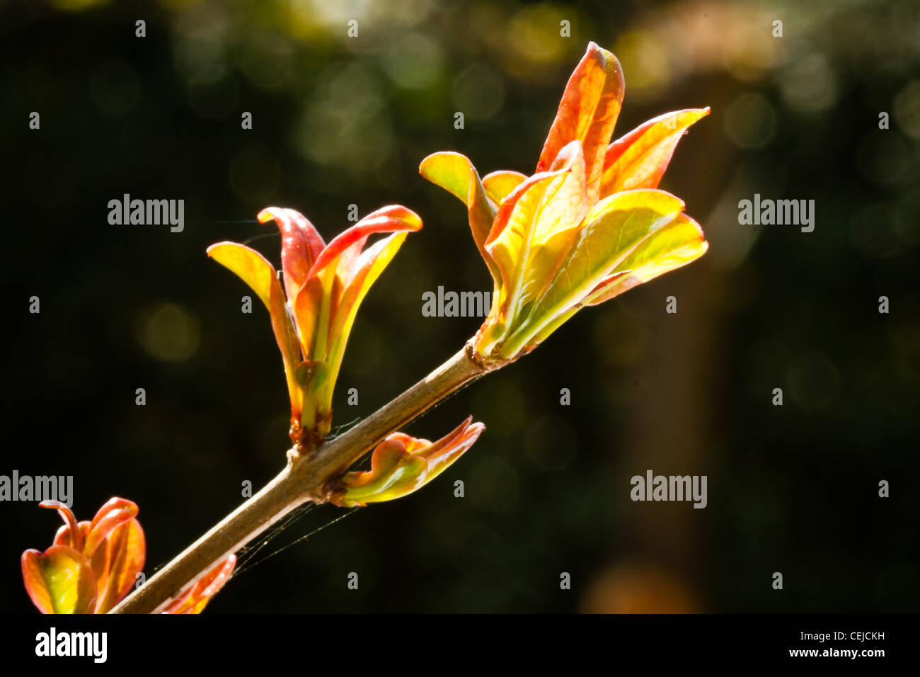 new tree leaves growing Stock Photo - Alamy