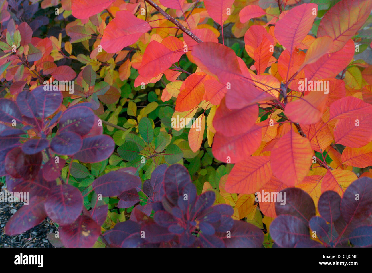 Cotinus bush hi-res stock photography and images - Alamy